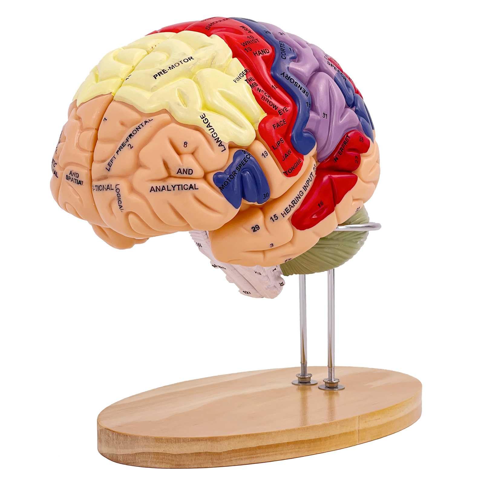 Amazon.com: KDJFS Brain Model, 2 Times Enlarged Disassembled Anatomical ...