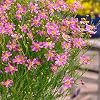 Amazon.com : 300+Pink Perennial Coreopsis Flower Seeds to Plant Outdoor ...