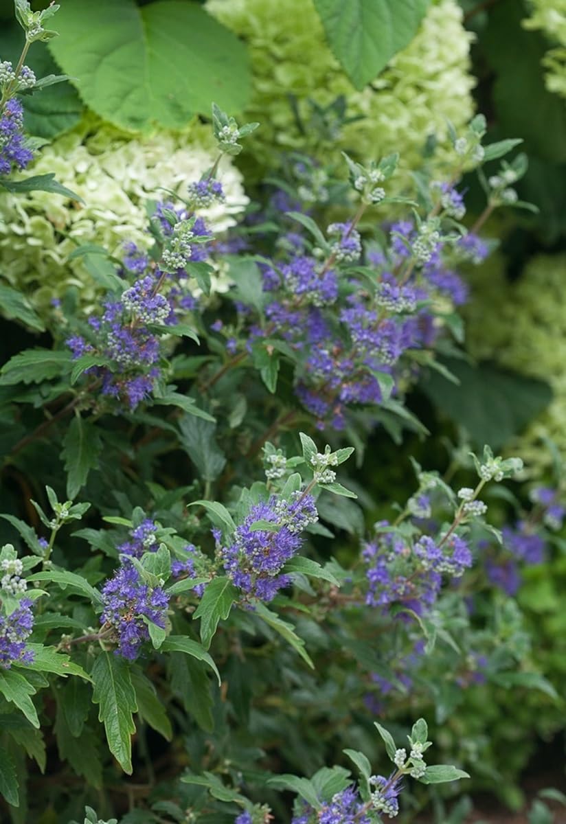 Amazon.com : Beyond Midnight® Bluebeard - 4" Pot - Caryopteris - Proven ...