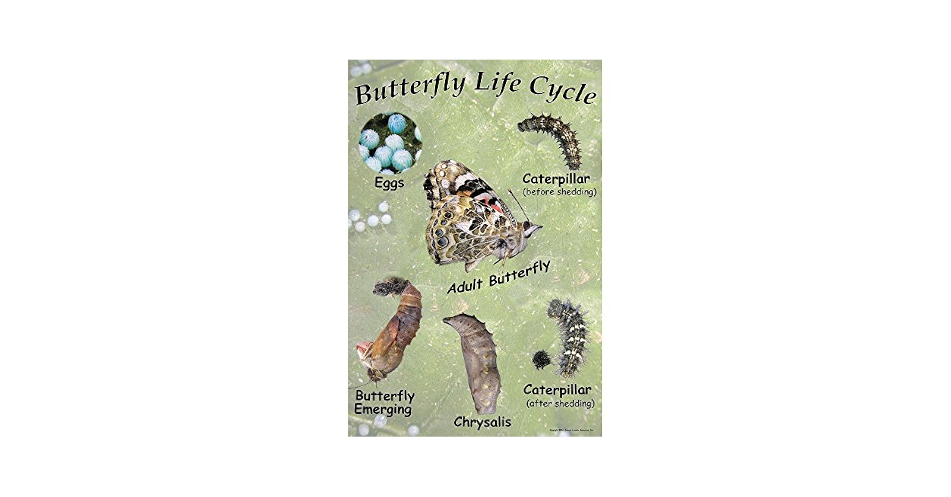 Painted Lady Butterfly Life Cycle 3 Life Cycle Of Painted Lady