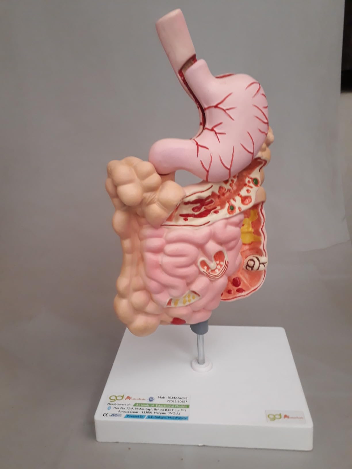 GD ANATOMICALS ® Comprehensive Model of the Digestive System ...