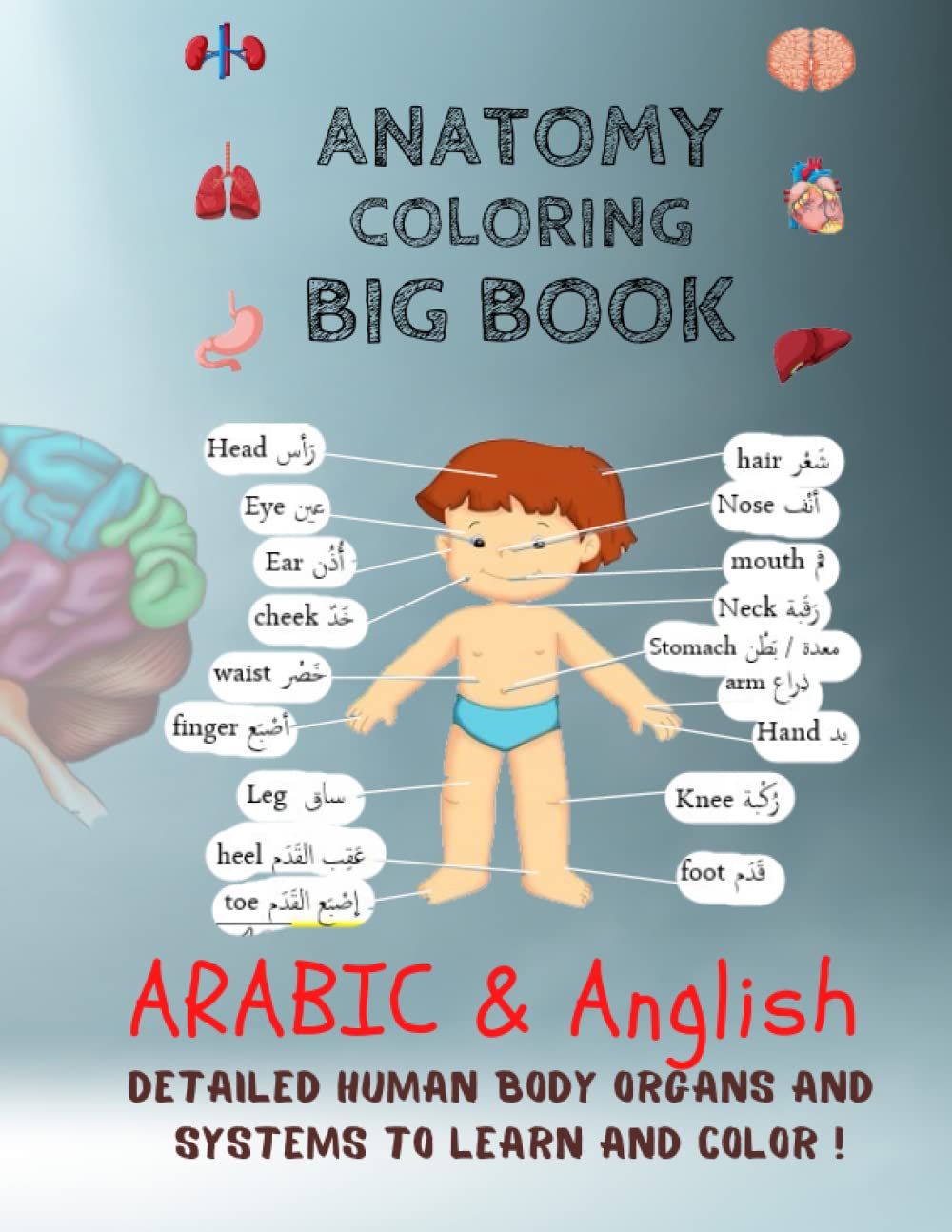 Buy Anatomy Coloring and Activities BIG BOOK, Arabic and English ...
