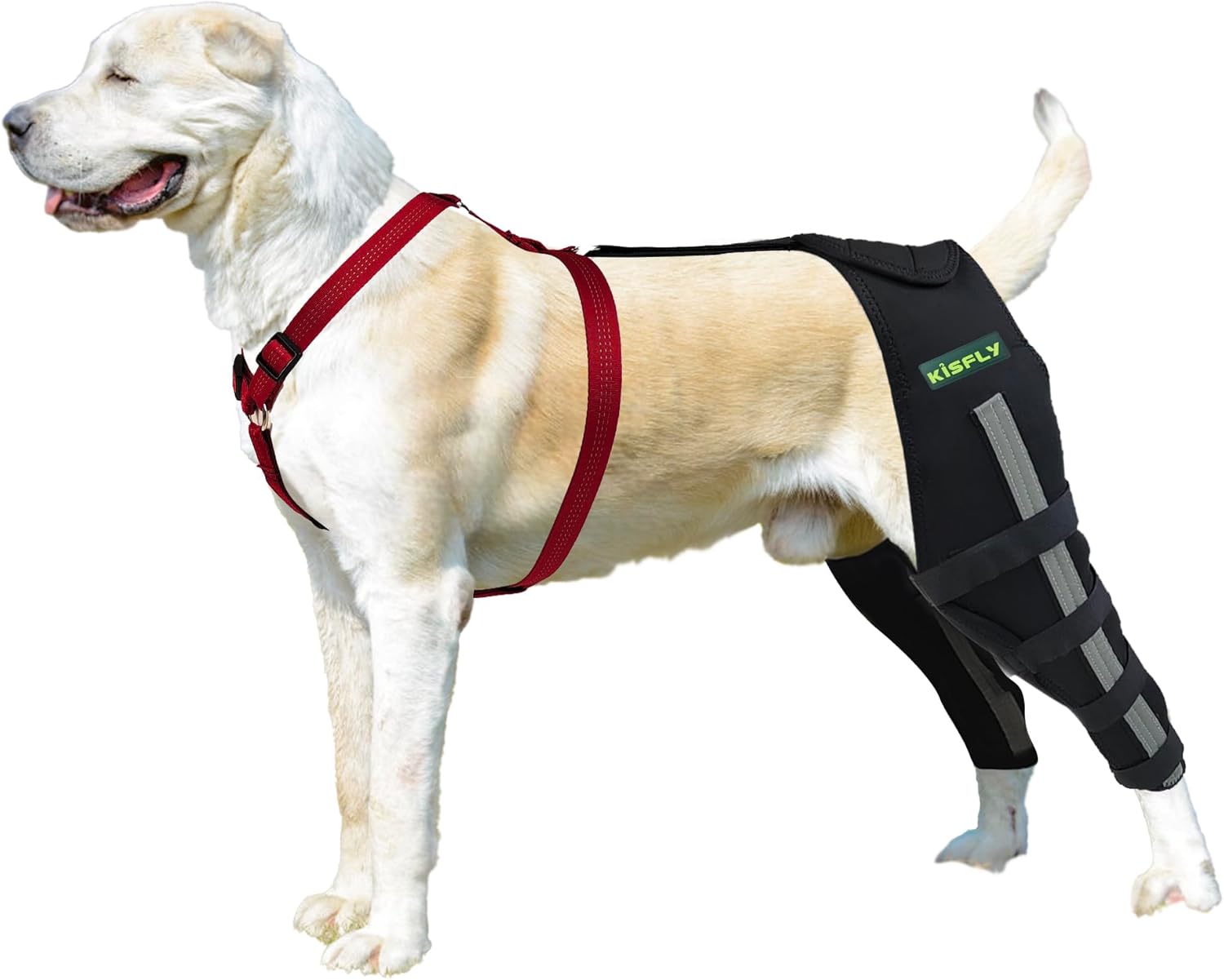 Amazon.com : KISFLY Dog Knee Brace for Luxating Patella Postoperative ...
