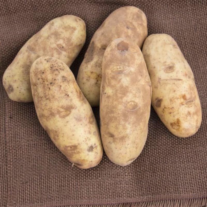 Amazon.com : Russet Potato Seeds for Planting Outdoors, 60 Seeds True ...