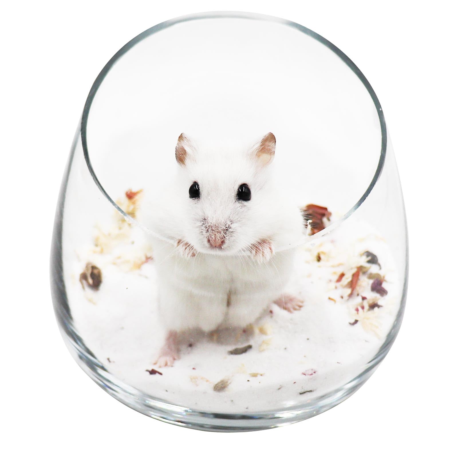 Snapklik.com : Small Animal Sand-Bath Box, Round Glass Small Pet Sand ...