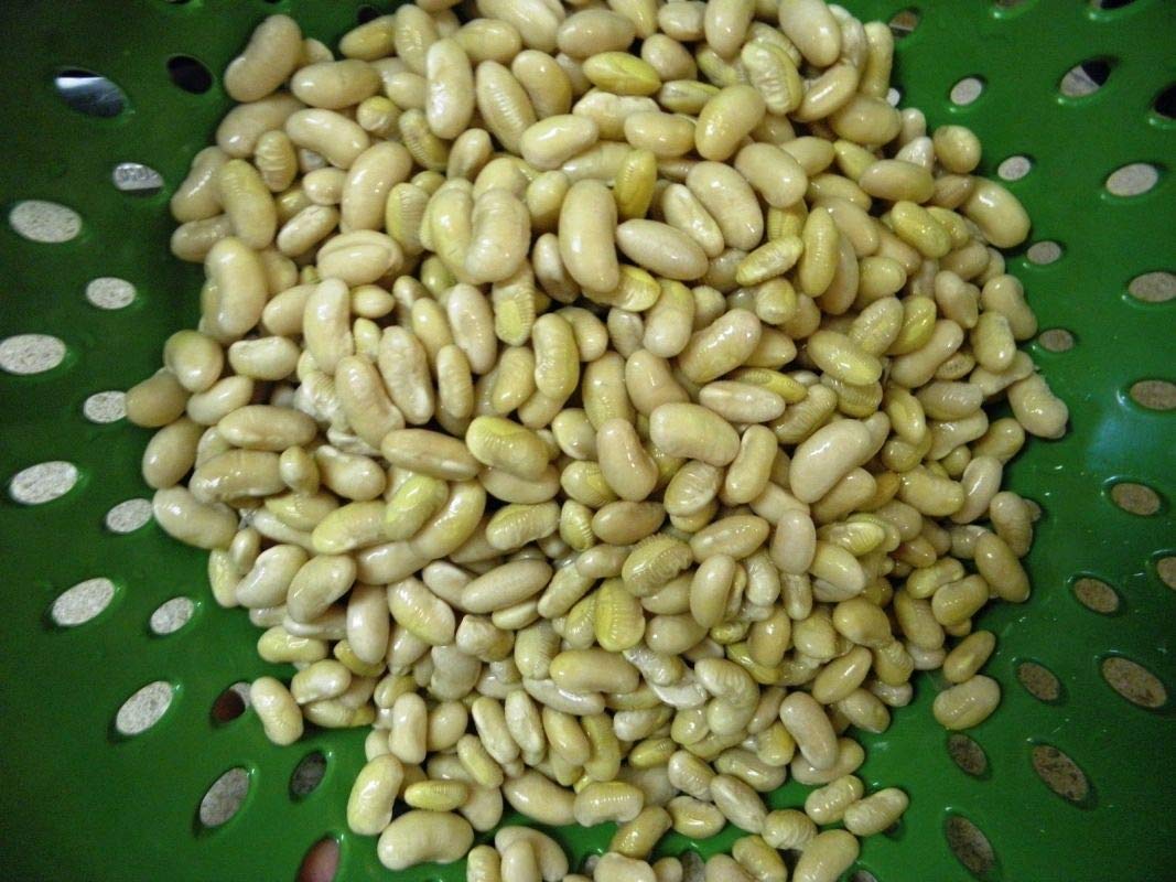 Amazon.com: Mayocoba Bean Seeds - CANARY BEANS, Peruvian beans - King ...