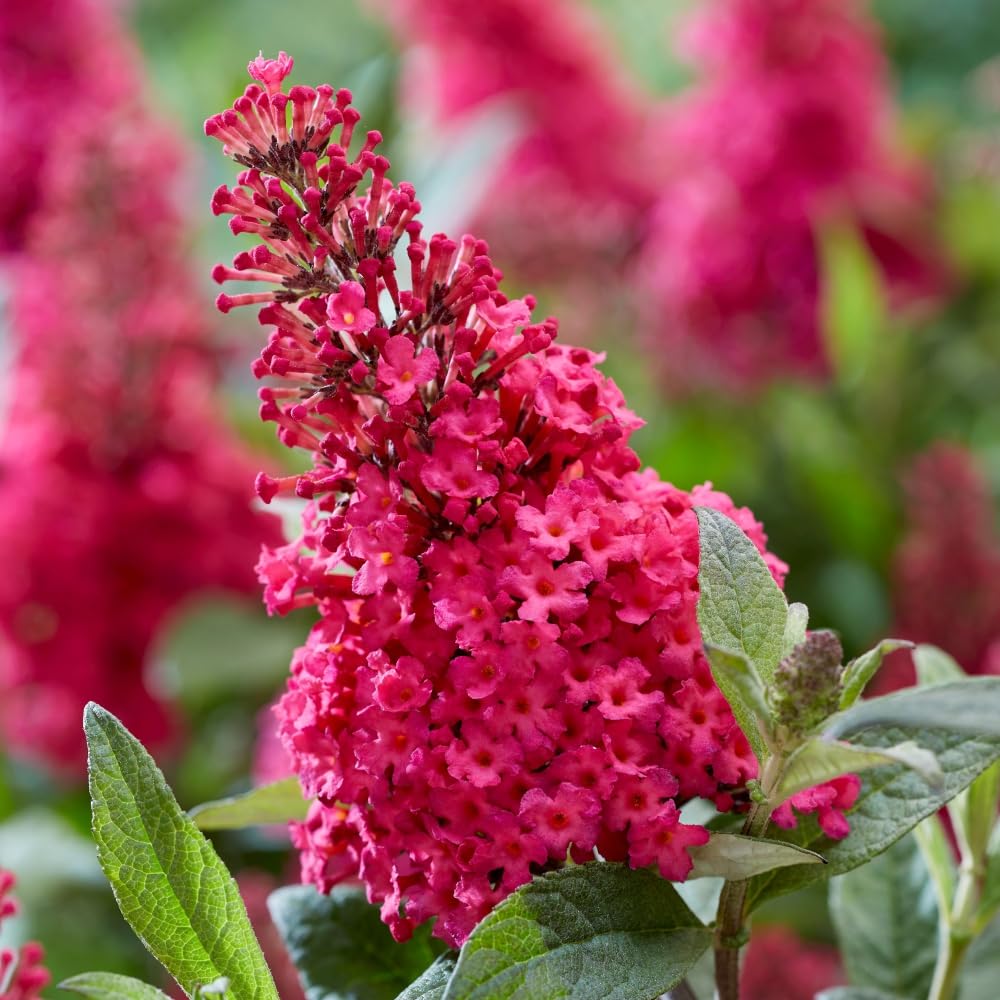 Dwarf Tricolour Buddleia