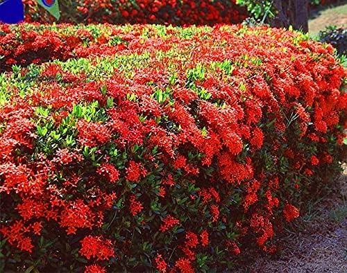 Amazon.com : Ixora Taiwanese Red | 1 Extra Large 3 Gallon Plant | Ixora ...
