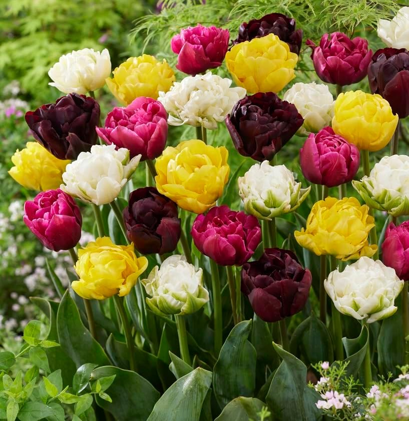 Amazon.com : Peggy Wonder Double Late Tulip Bulbs for Planting - Easy ...