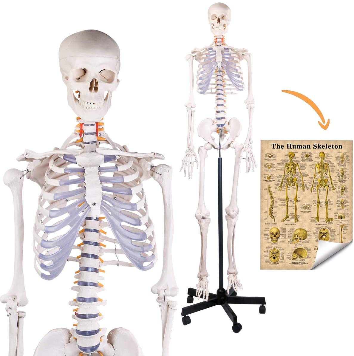Buy Winyousk 70.8" Human Anatomy Skeletonn Model, Life Size Anatomical ...