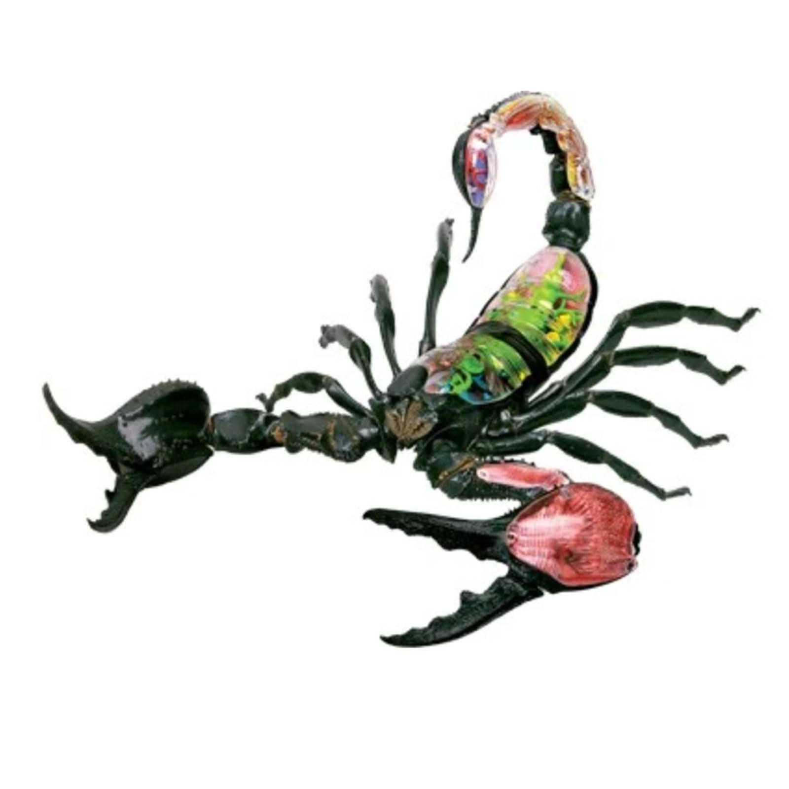 Scorpion Diagram