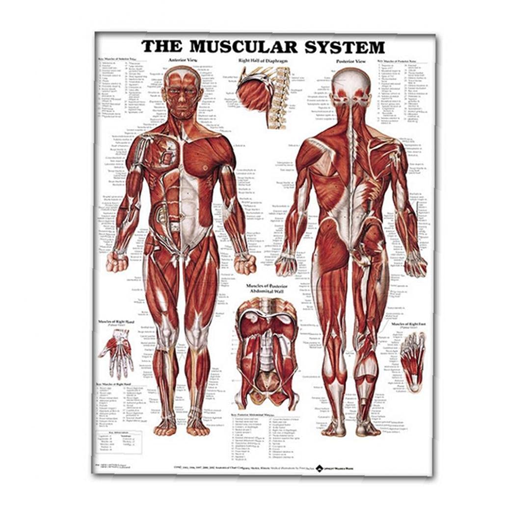 Muscular System Wall Chart Lifelike Anatomical Learning 50x70cm Silk ...