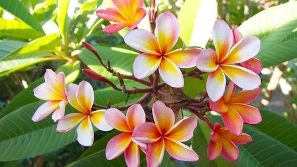 Organic Kath chapa flower live plant pack of 1 : Amazon.in: Garden ...