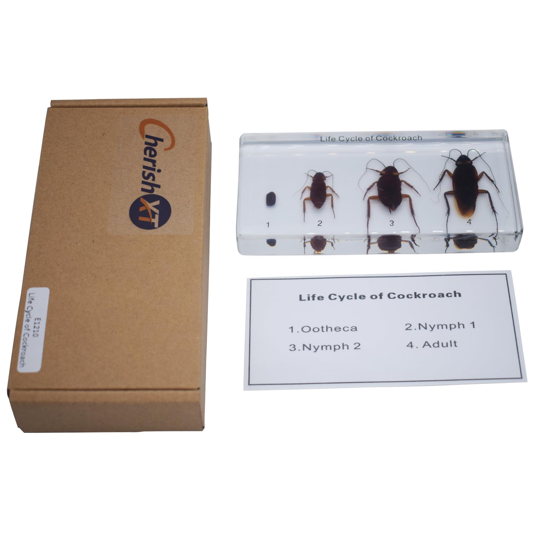 Amazon.com: Taxidermy Cockroach, Life Cycle of Real Cockroach Specimen ...