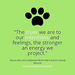 Cesar Millan's Lessons From the Pack: Stories of the Dogs Who Changed ...