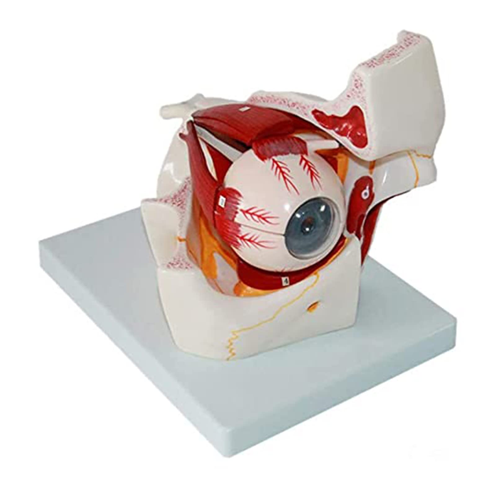Human Eyeball Anatomy Model Organ Model Eye Model Sensory Organ ...