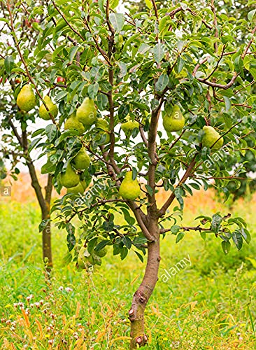 Trothic Gardens Pear / Sabarjilli (Layer) Live Fruit Plant : Amazon.in ...