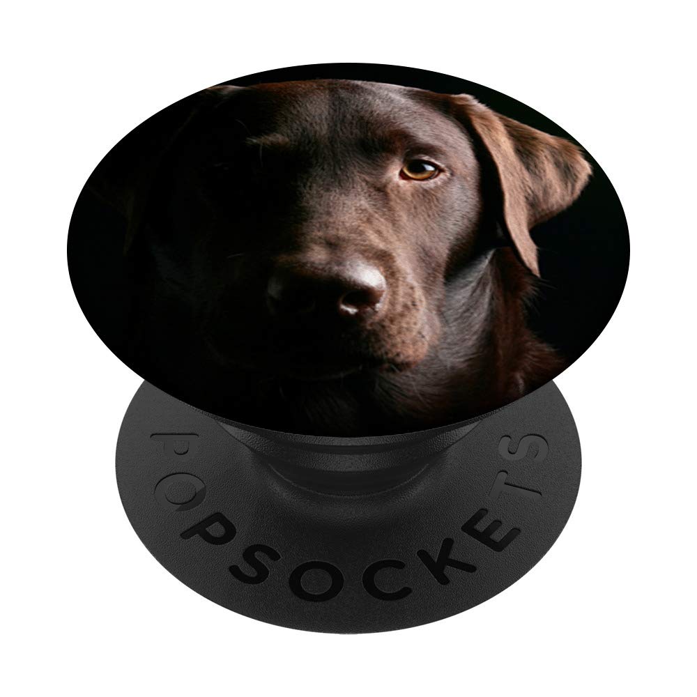 Chocolate Lab Hunting