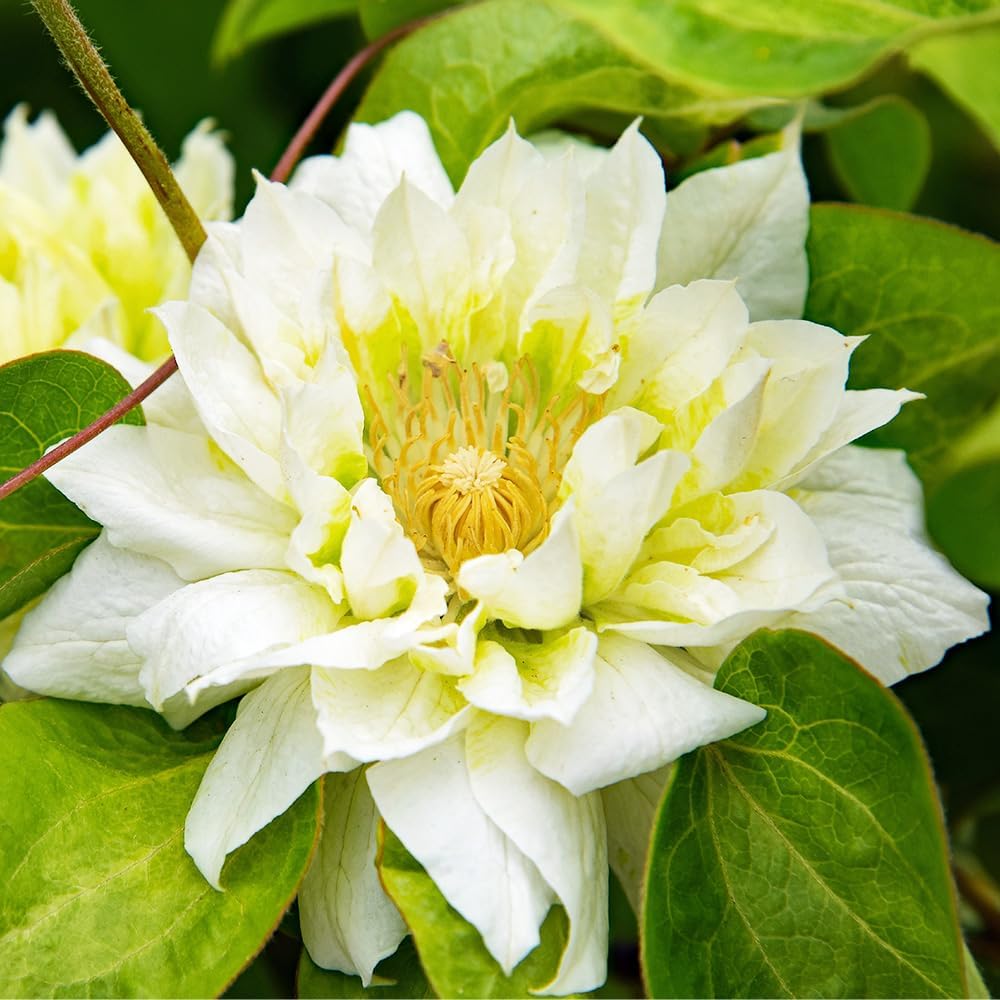 Amazon.co.jp: ITANSE クレマチス 金子コレクション・千の風 4号 1個売り【品種で選べる花苗】学名：Clematis 'Hayate'/キンポウゲ科クレマチス属 耐寒つる性 ...