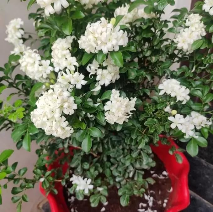 Bhajanlal Greenery Madhu Kamini Flower Highly Fragrant Flower Plant ...