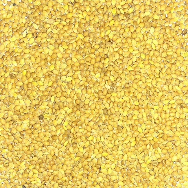 Buy Details Master New kangni millets Bird Food (Pack of 250 Grams ...