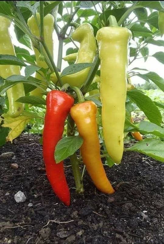 Ritz Farming® Imported Chilli seeds | achar chilli seeds | mirchi ...