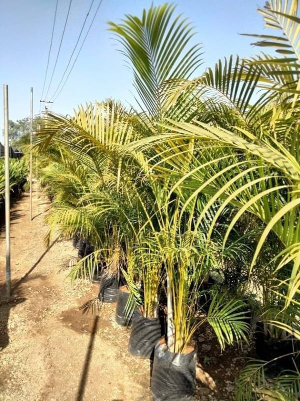 Palm Seeds For Home Garden Pack of 19 : Amazon.in: Garden & Outdoors
