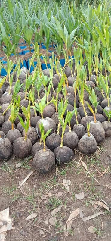 Vixenssell Vietnam Cocanut Nariyal Tree Plant : Amazon.in: Garden ...