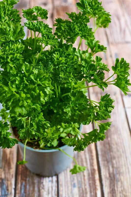Siddhi Vinayak Gallery® Imported Parsley Herb Seeds For Your Garden ...