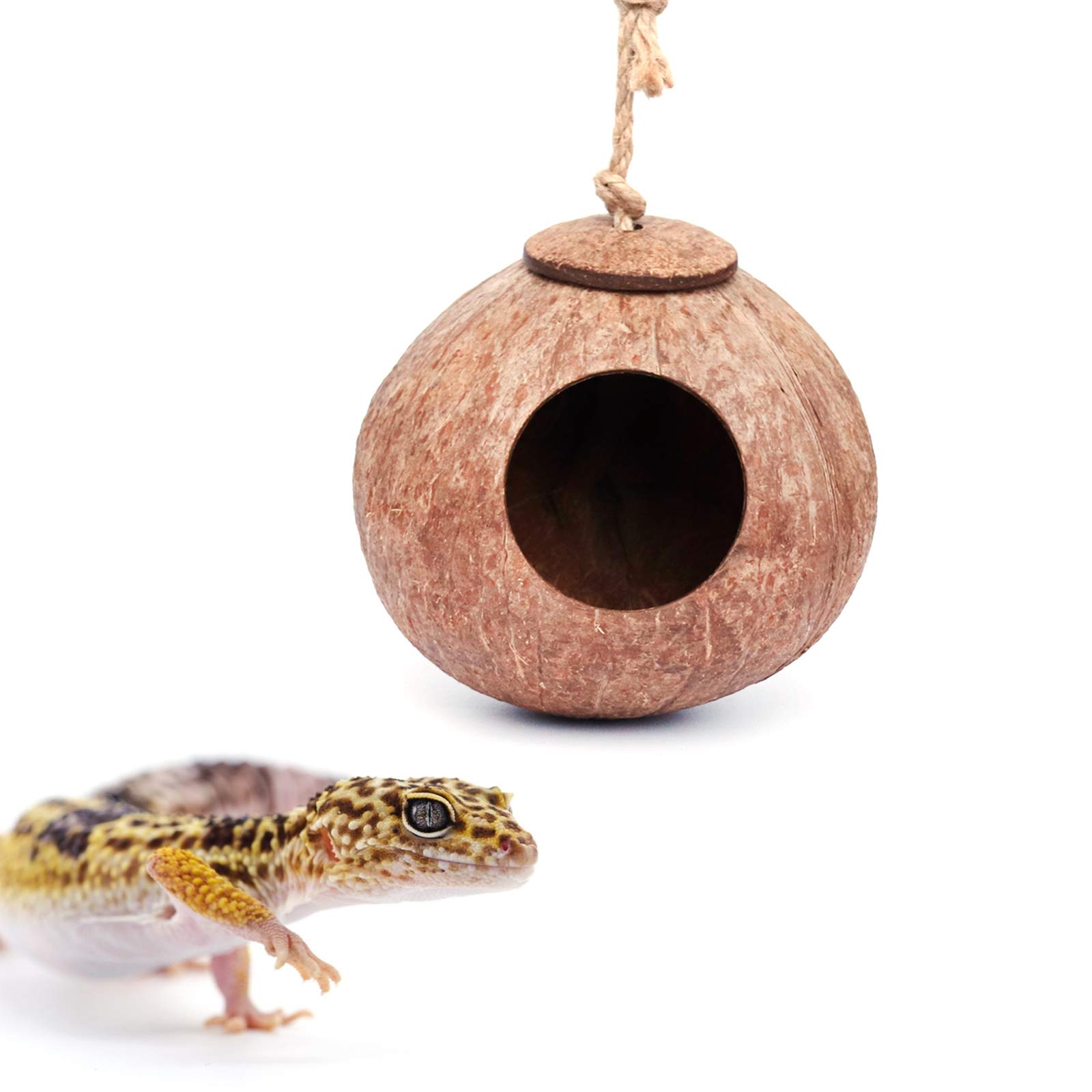 Buy Besimple Gecko Coconut Husk Hut, Bird Hut Nesting House Hideouts ...