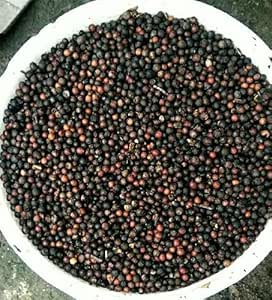 Safed Chandan Tree Seed : Amazon.in: Garden & Outdoors