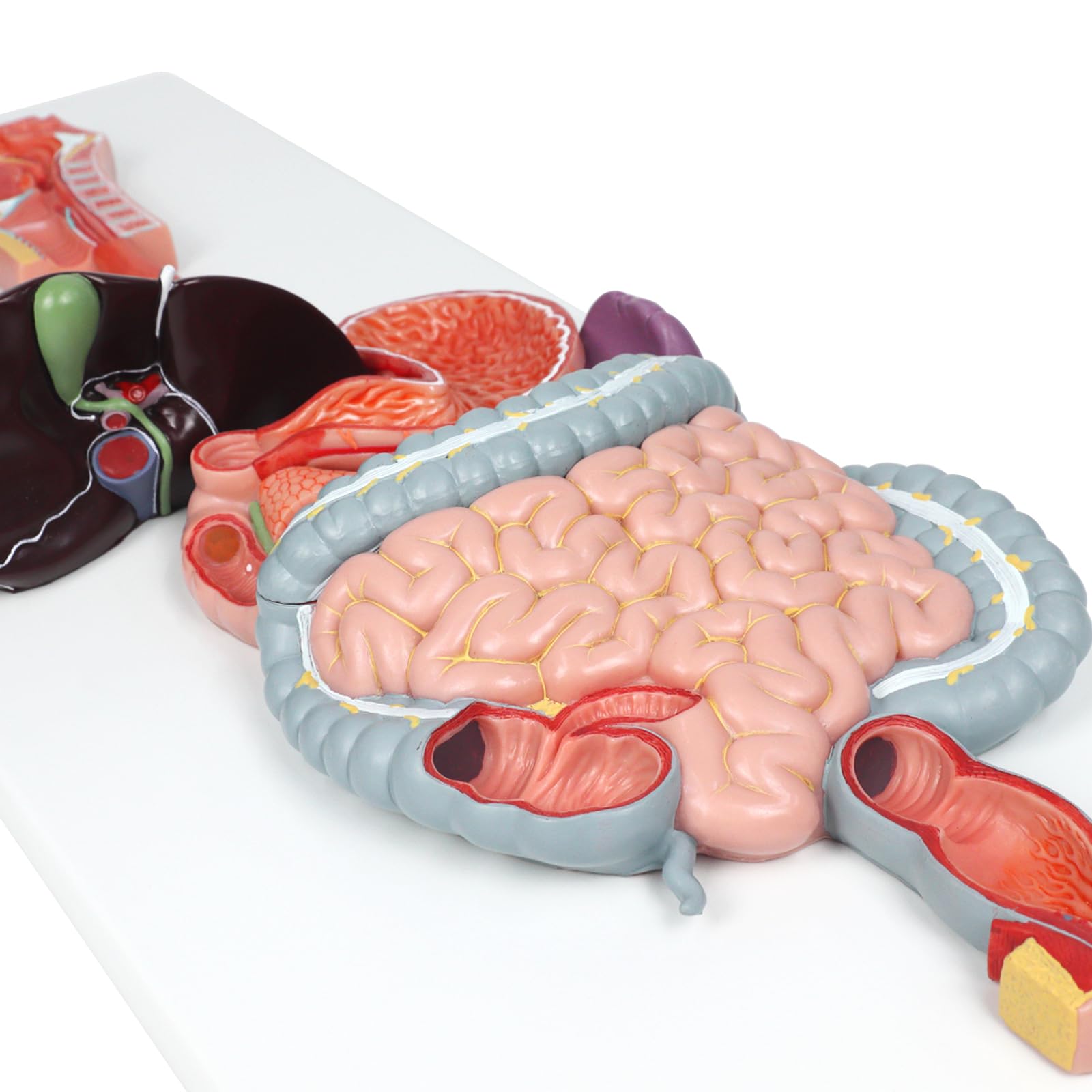 Human Digestive System Model