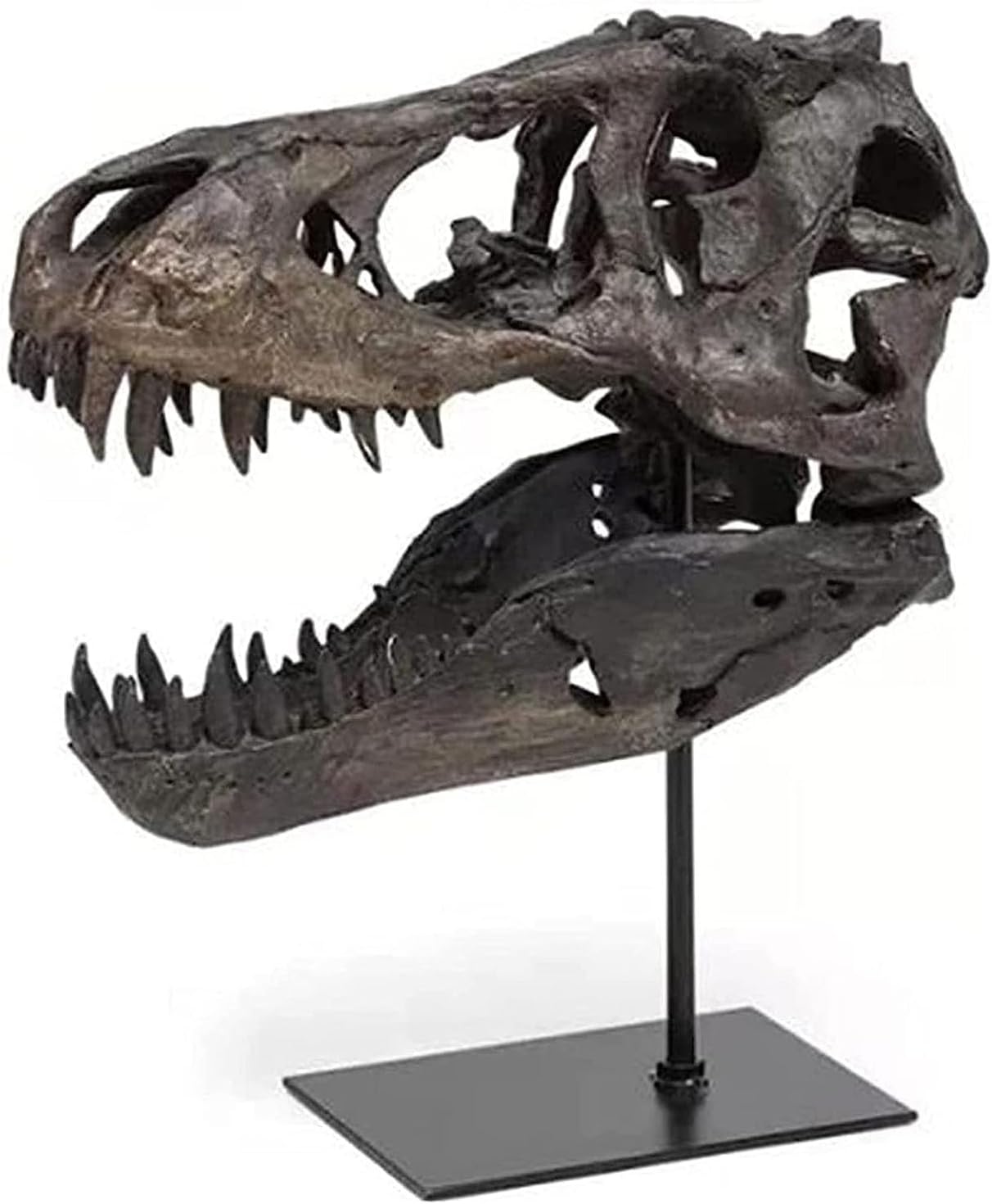 Dinosaur Skull Model with Stand, Fossil Craft Teaching Prop for ...