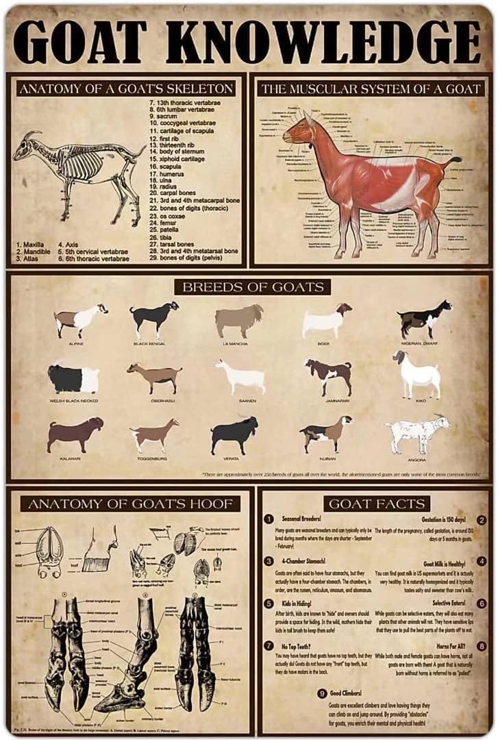 Amazon.com: 8x12 Inch Tin Sign Goat Knowledge Metal Tin Signs Goat ...