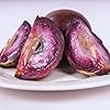Amazon.com : Purple Star Apple Tree Plant Live, 3 to 4 Feet Tall ...