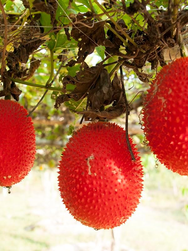 Amazon.com : New Fresh 40pcs Gac Fruit Seeds Generic : Patio, Lawn & Garden