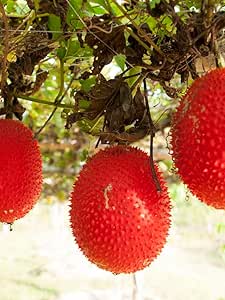 Amazon.com : New Fresh 40pcs Gac Fruit Seeds Generic : Patio, Lawn & Garden