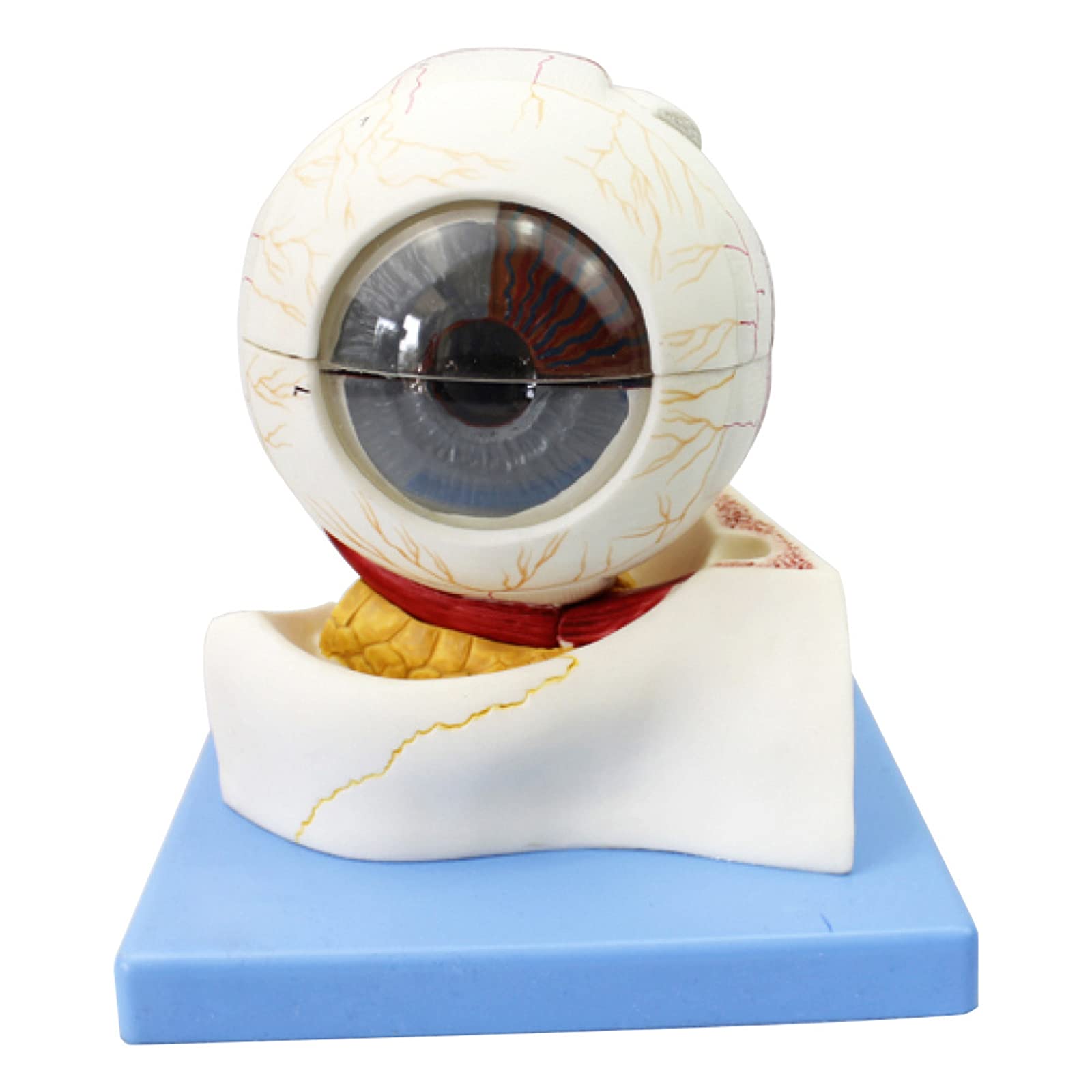 Buy Eyeball Anatomy Model, Ophthalmic Nerve Model, d Model of Eyeball ...