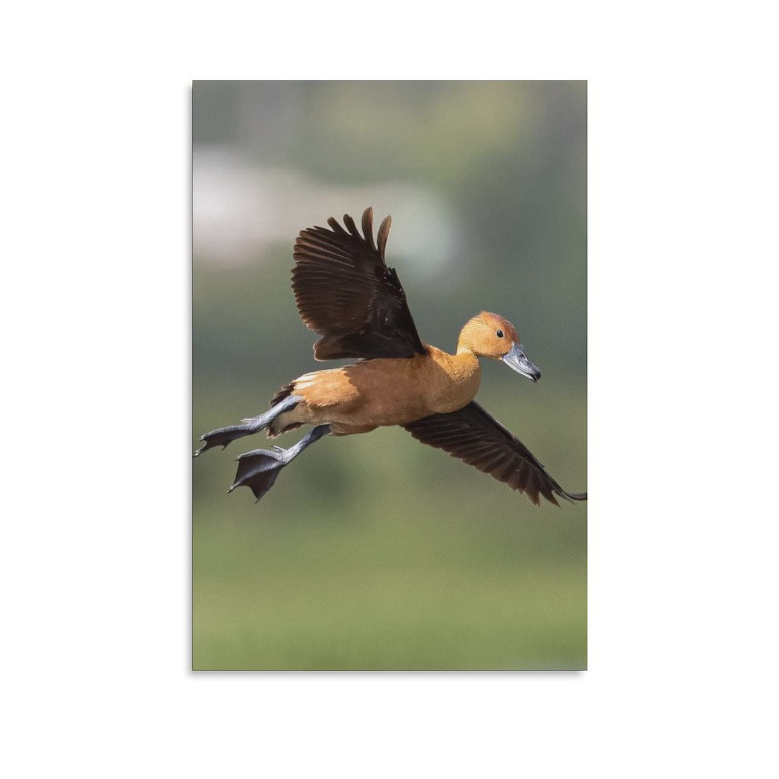 Fulvous Whistling Duck Flying