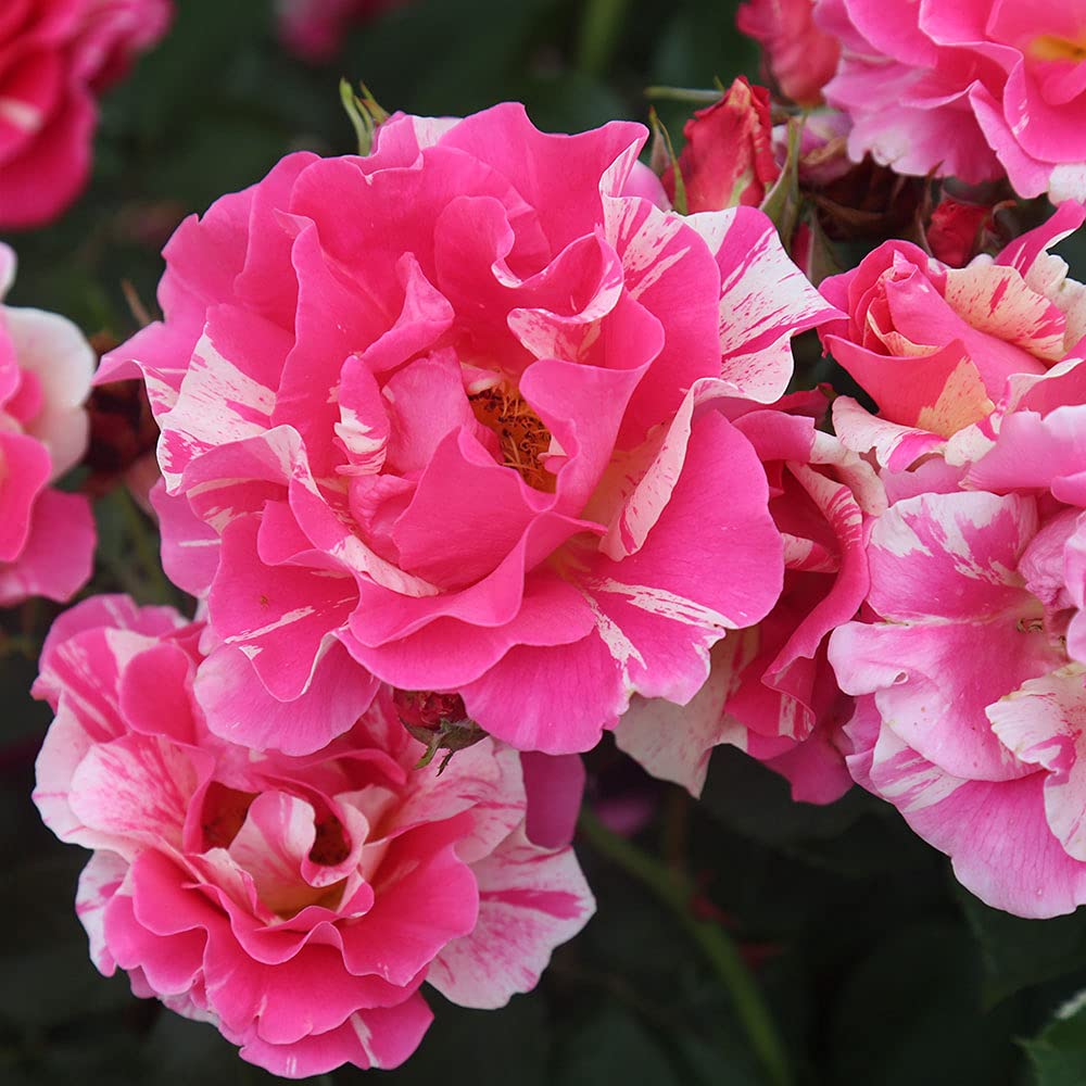 Amazon.com : Heirloom Roses Climber Rose Plant - Candy Land Rose Bush ...