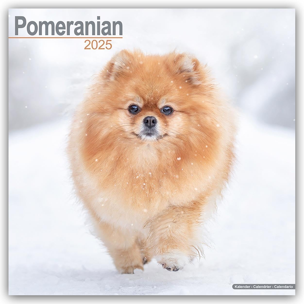 Pomeranian 2025 Square Wall Calendar | Dog Breed Calendar : Avonside ...