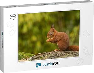 Amazon.com: Red Squirrel Eating in The Forest... Jigsaw Puzzle Jigsaw ...