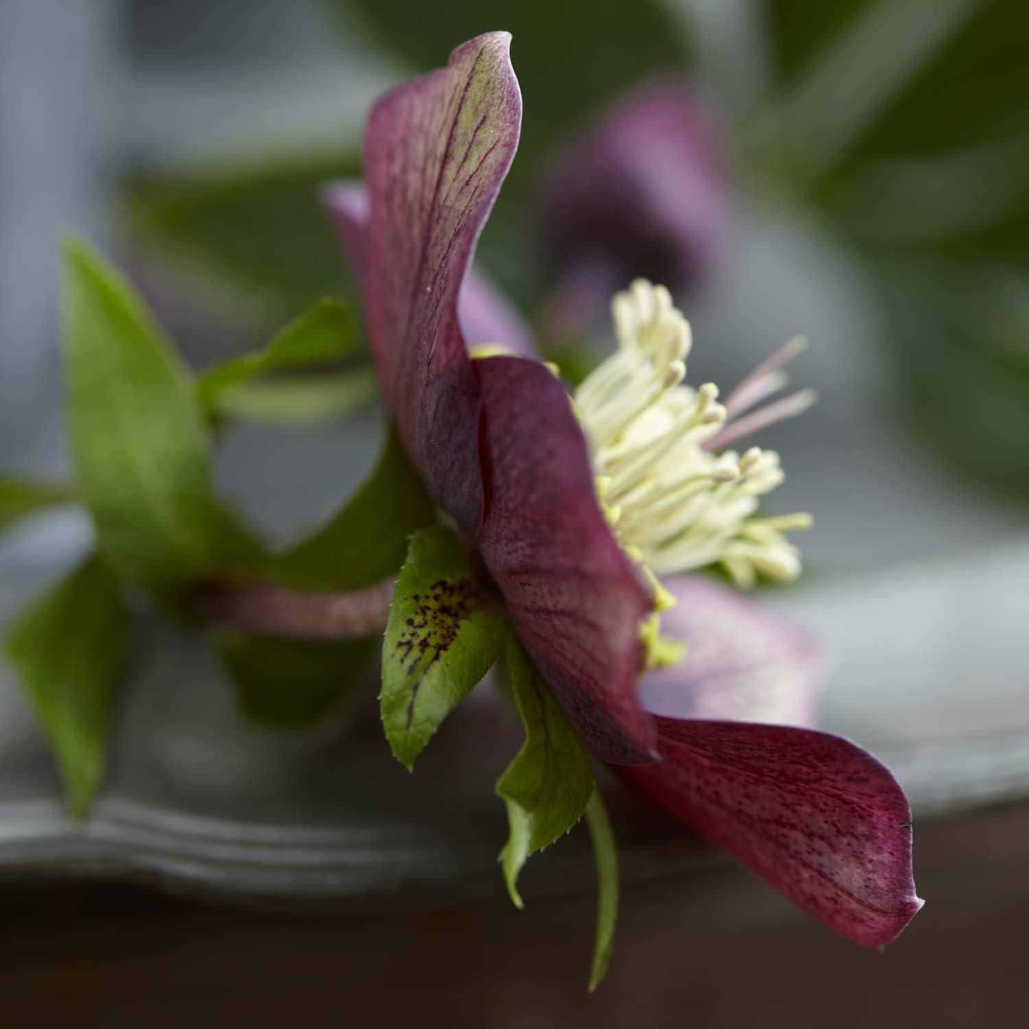 Hellebore Plants in Pot 'Hello Ruby' Helleborus orientalis Hardy ...