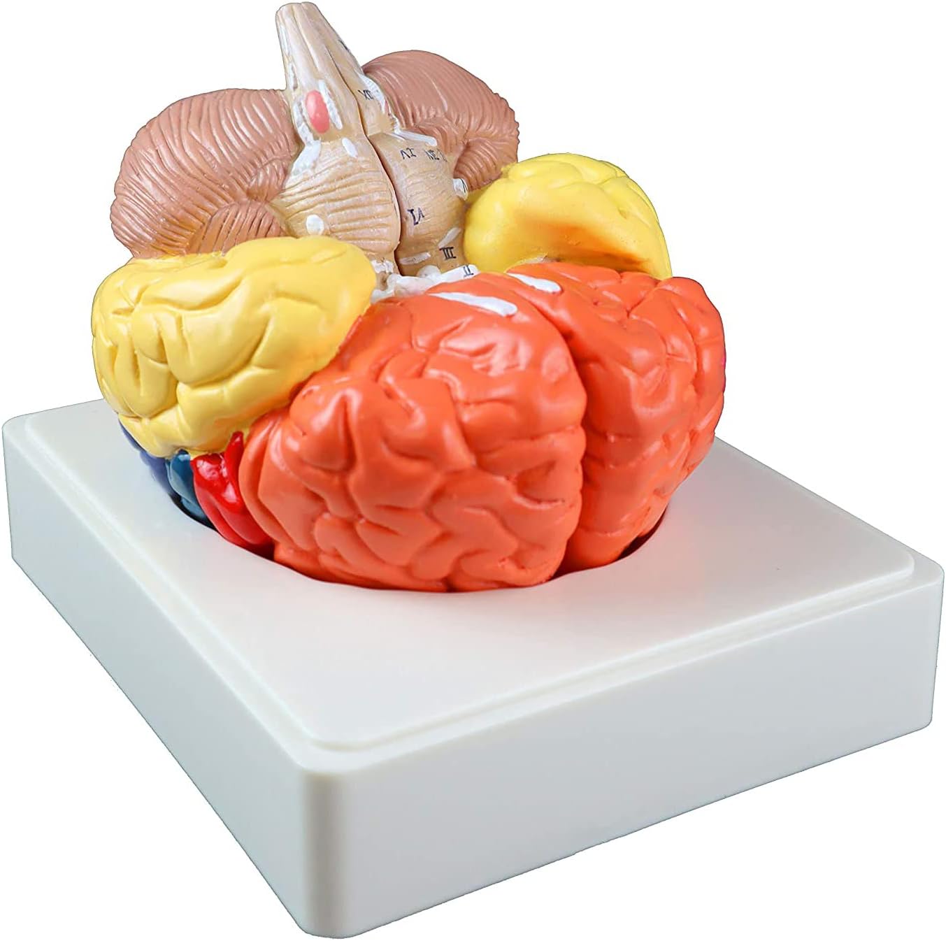Life-Size Brain Model 3 Parts Human Brain Model Anatomy Features All ...