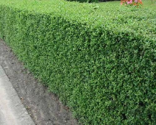 Amazon.com : 50 Common Privet Seeds, Ligustrum Vulgare : Patio, Lawn ...