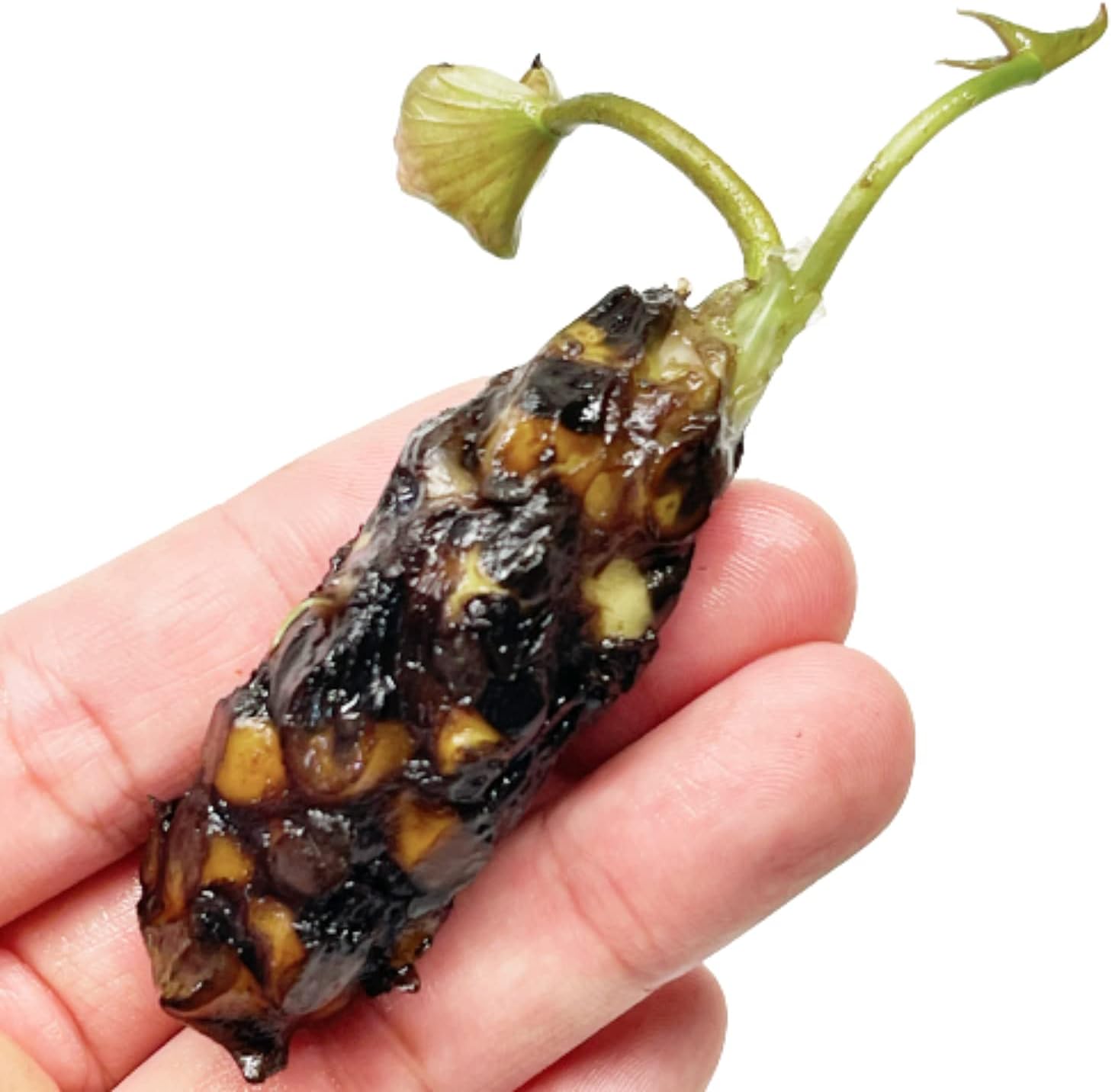 Amazon.com : Mainam Purple Nymphaea Purple Joy Live Aquarium Plant ...