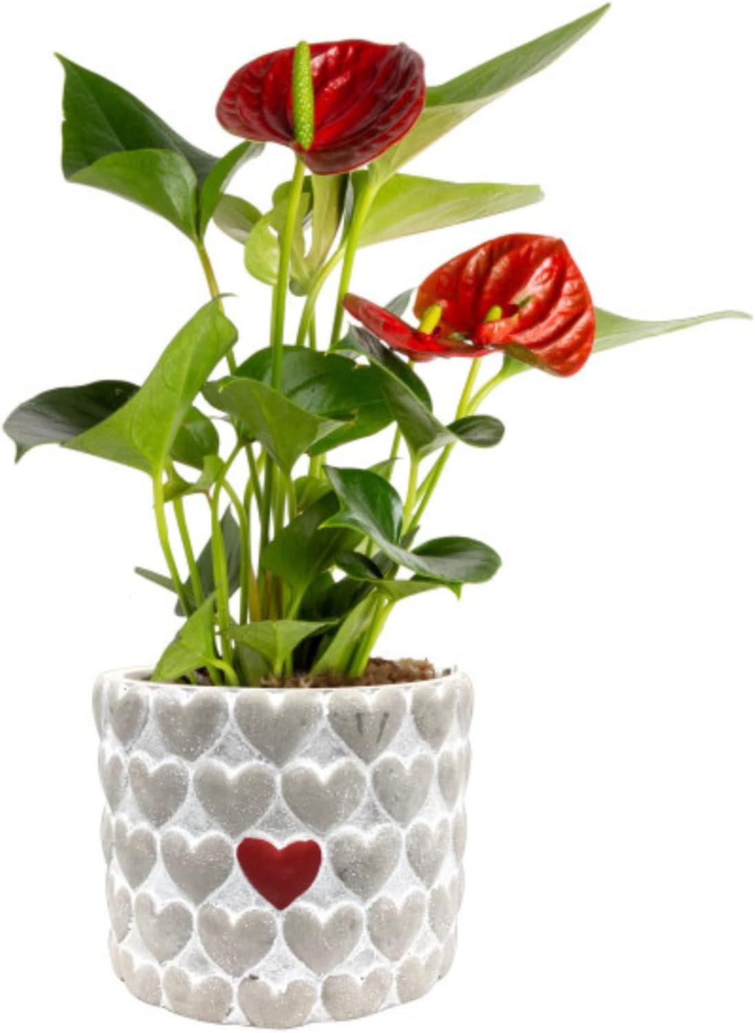 Costa Farms Anthurium, planta de interior viva, planta floreciente y ...