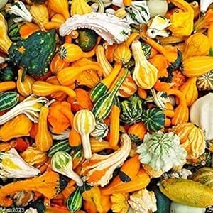 Amazon.com : 50+ Seeds Small Gourd Mix Seeds to Grow Your Own Fall ...