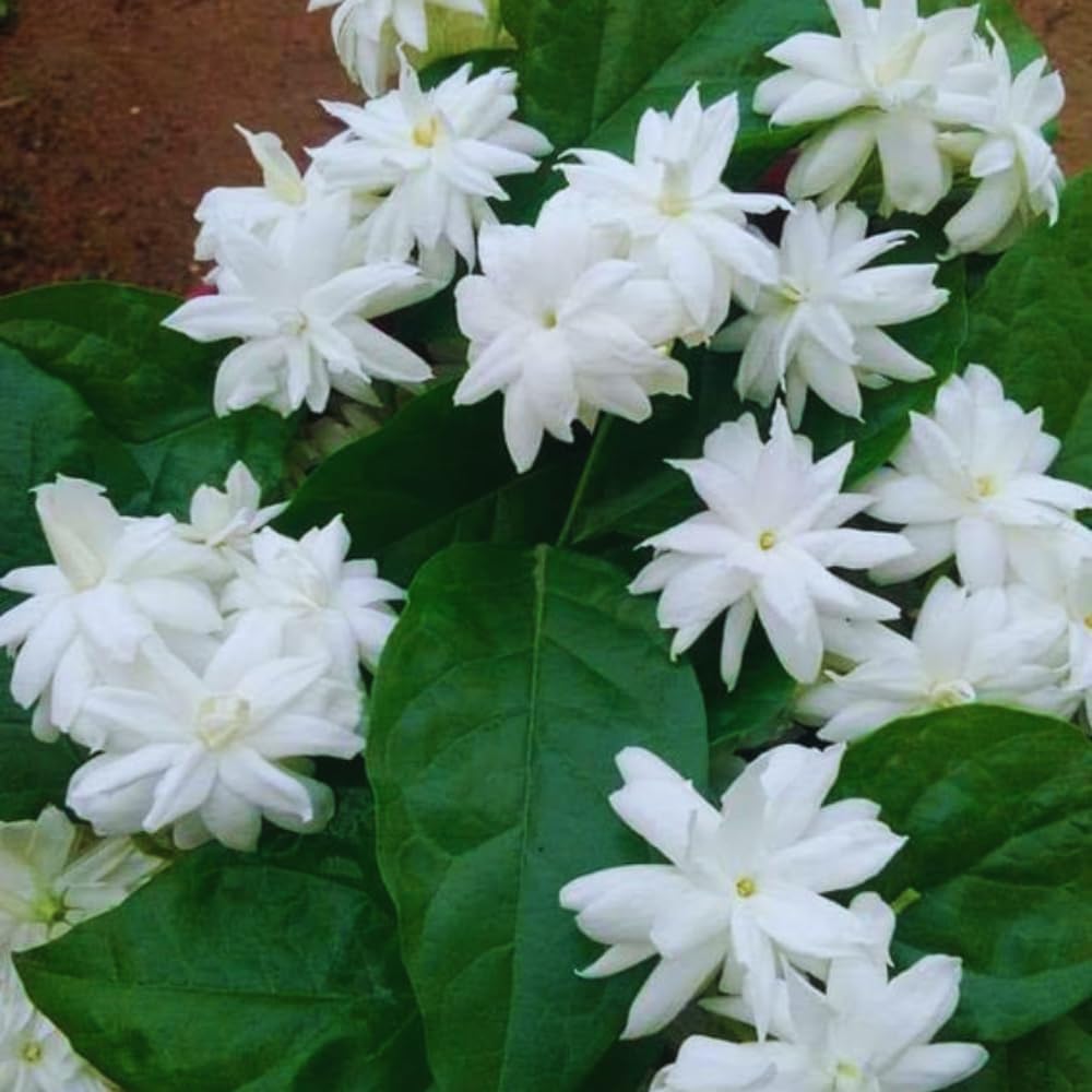 Amazon.com : 2 Live Jasmine Plants - 5 Inc to 7 Inc Tall - 2 Well ...