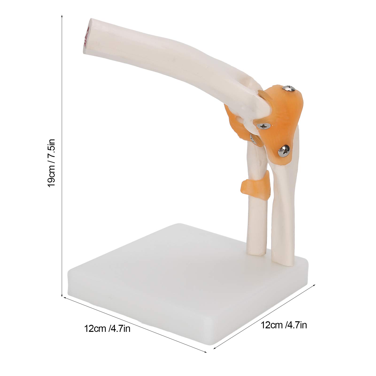 Elbow Joint Model Life-Size Human Elbow Joint Anatomy Model - Rotating ...